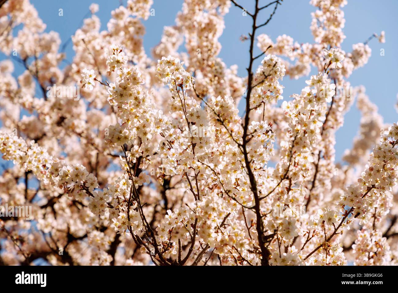 Branches with cherry blossoms of the cherry hybrid, Prunus subhirtella ...
