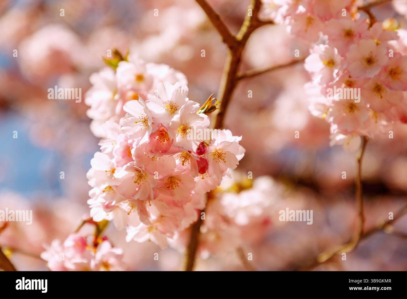 Cerasus lannesiana kawazu zakura hi-res stock photography and images ...