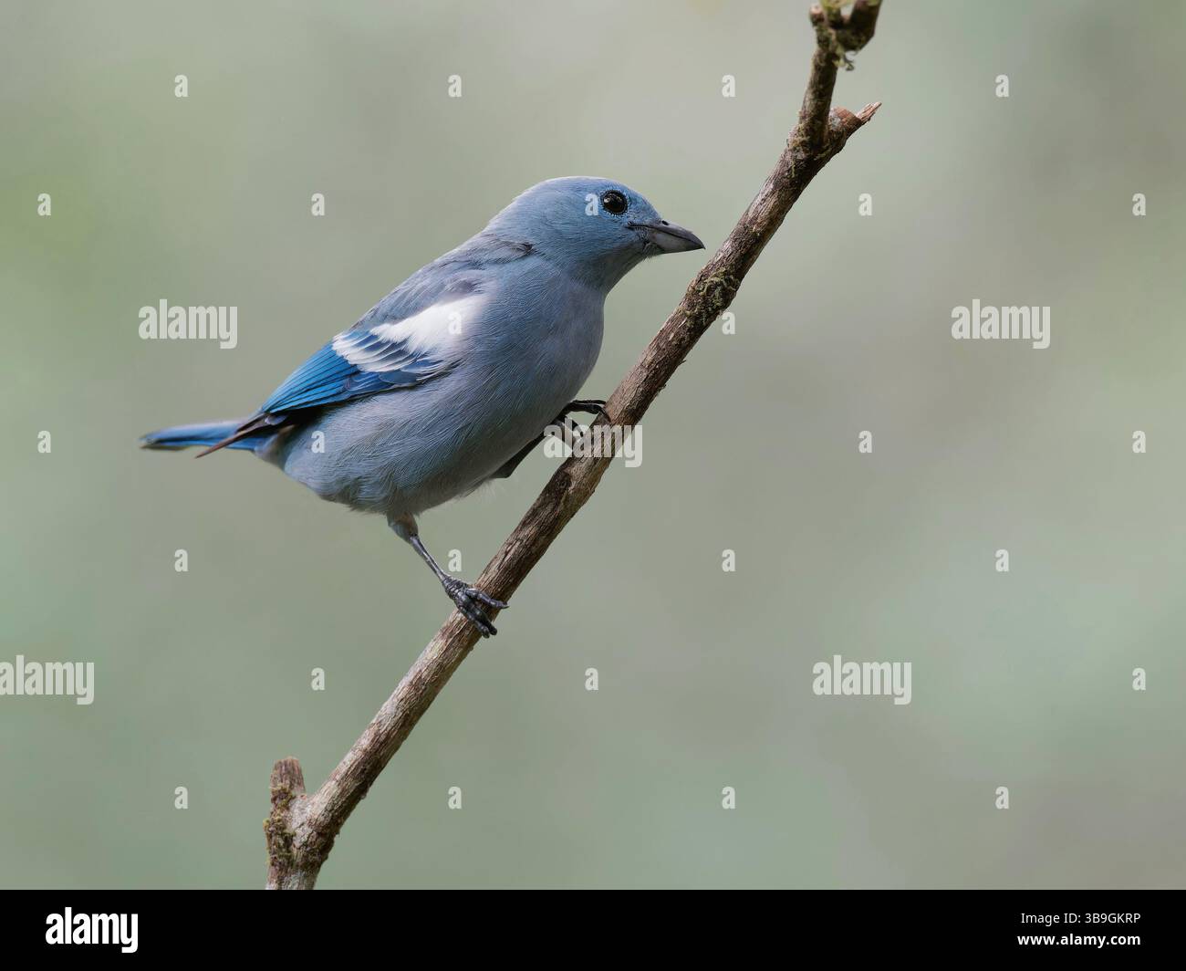 Blue and Grey Tanager Stock Photo - Alamy