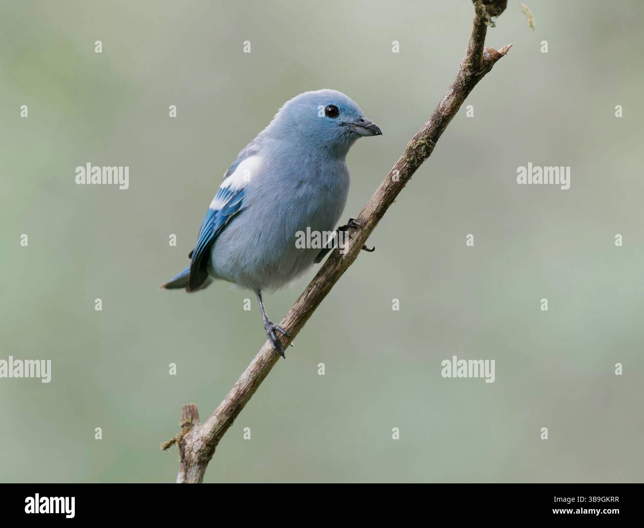Blue and Grey Tanager Stock Photo - Alamy