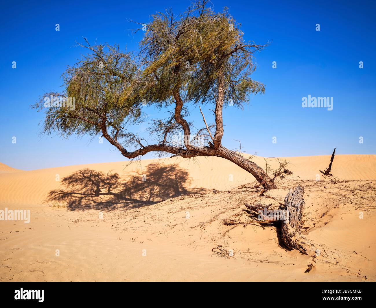 On the road in the Rub al Khali in Oman Stock Photo - Alamy