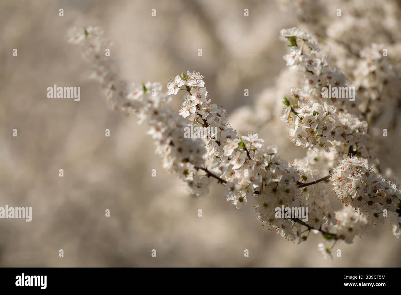 Tree with white flowers in spring Stock Photo - Alamy