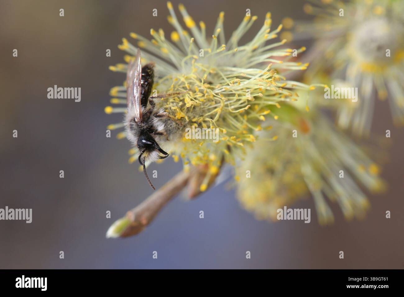 Male grey-backed mining bee (Andrena vaga) on a flower of the grey ...
