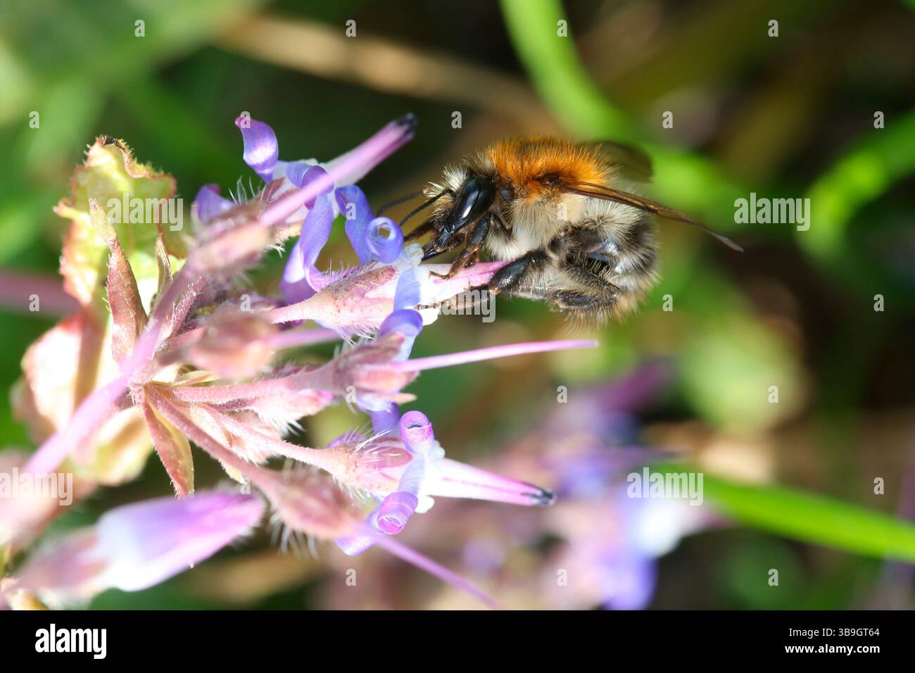 Abraham and isaac hi-res stock photography and images - Alamy