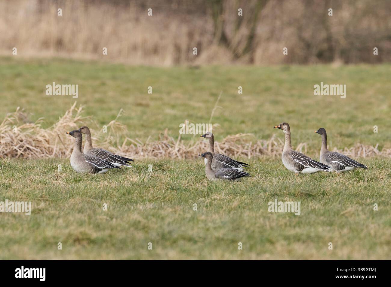Nordic birds hi-res stock photography and images - Alamy
