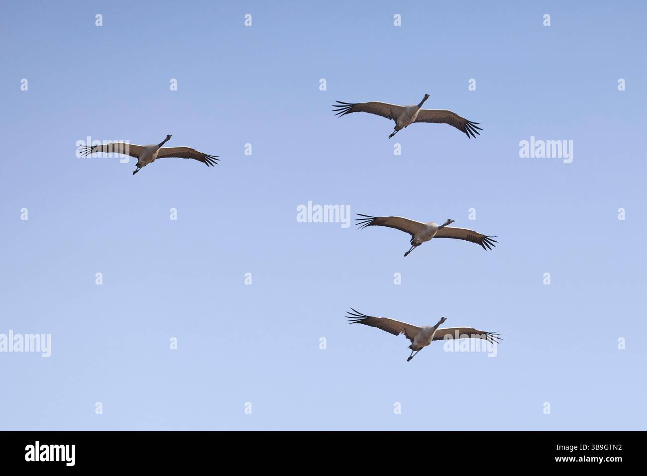 Four cranes in flight, Grus grus, fall, bird migration Stock Photo - Alamy