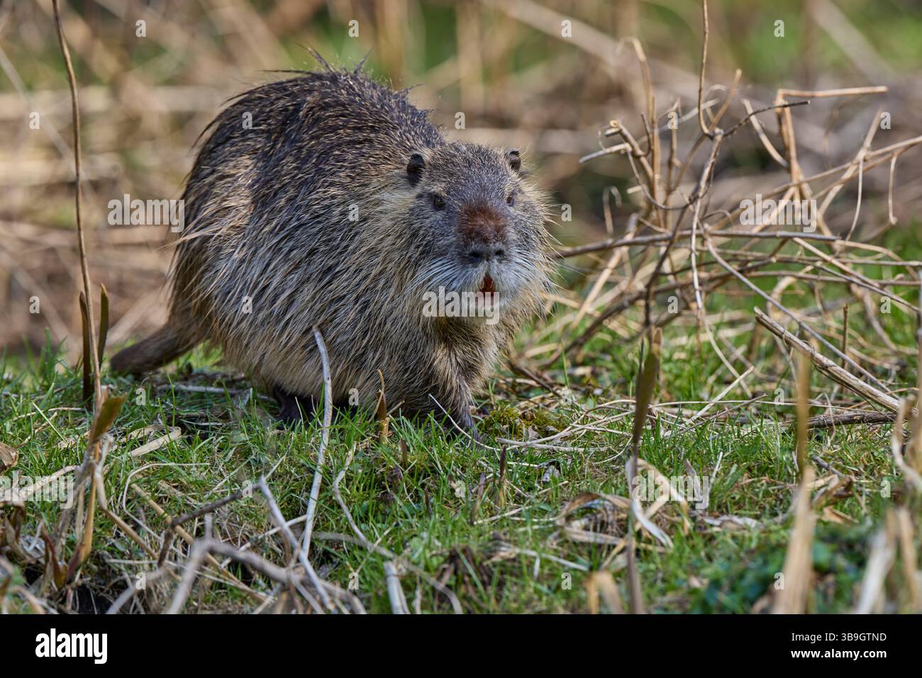 Nutria, Beaver rat, Myocastor coypus Stock Photo - Alamy