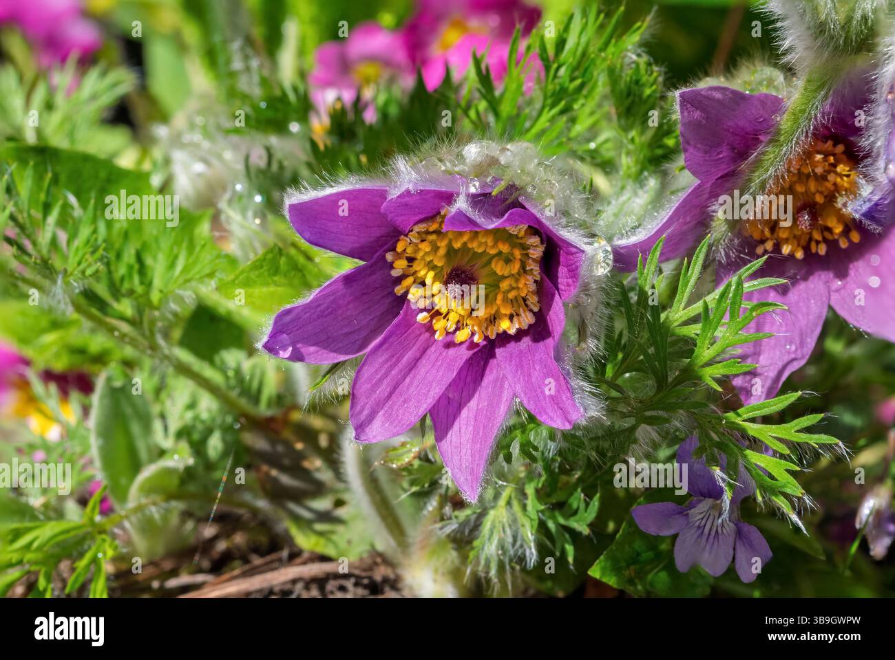 Common pasque flower (Pulsatilla vulgaris), flowering, Bavaria, Germany ...