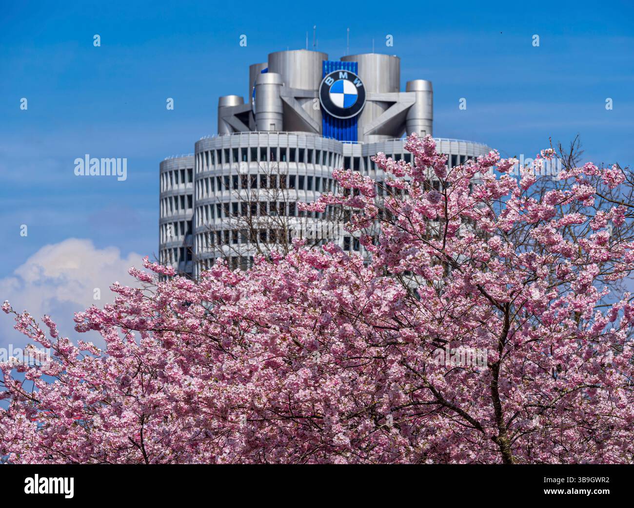 Cherry blossom in spring, Japanese flowering cherry, Grannen cherry ...
