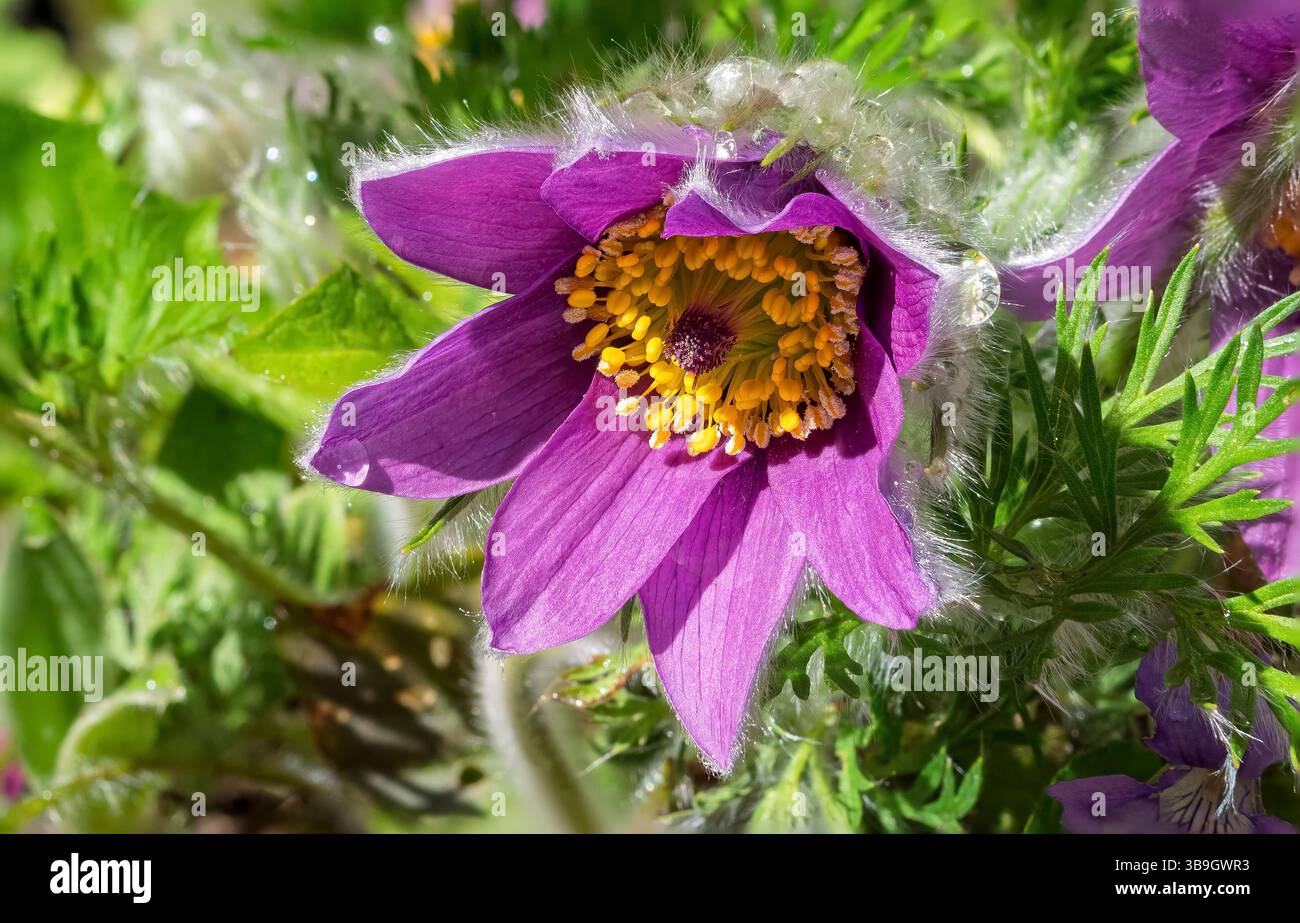 Common pasque flower (Pulsatilla vulgaris), flowering, Bavaria, Germany ...