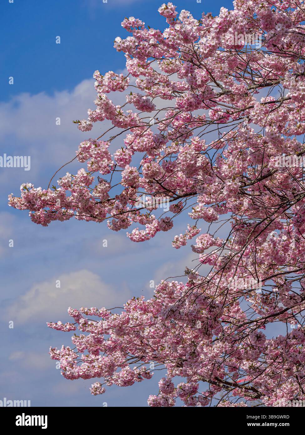Cherry blossom in spring, Japanese flowering cherry, Oriental cherry ...