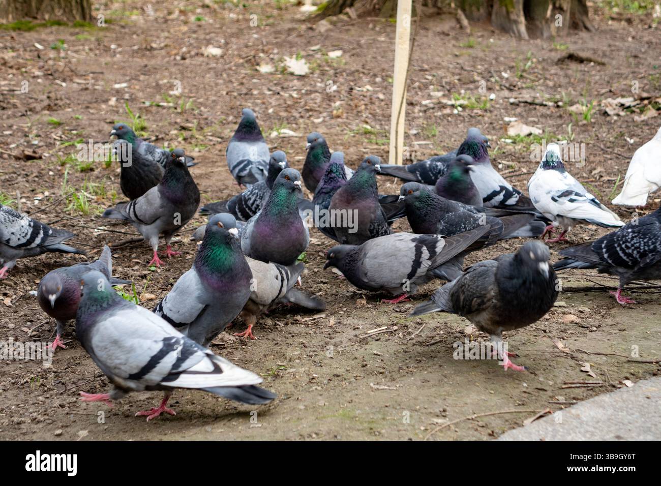 A large group of pigeons forages on the ground in a park during the day ...