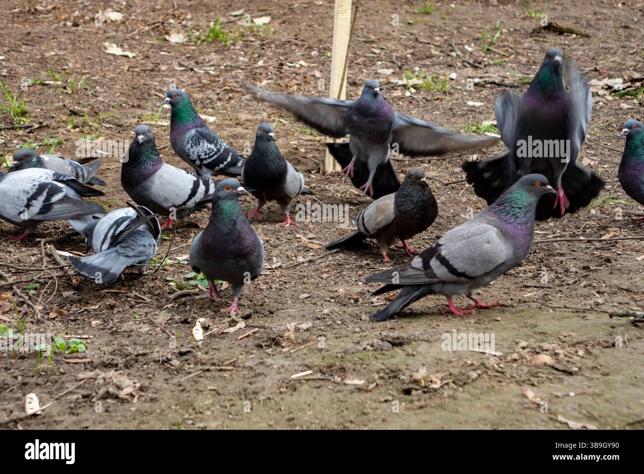 Flock of pigeons gathers on the ground, pecking at food scraps in a ...