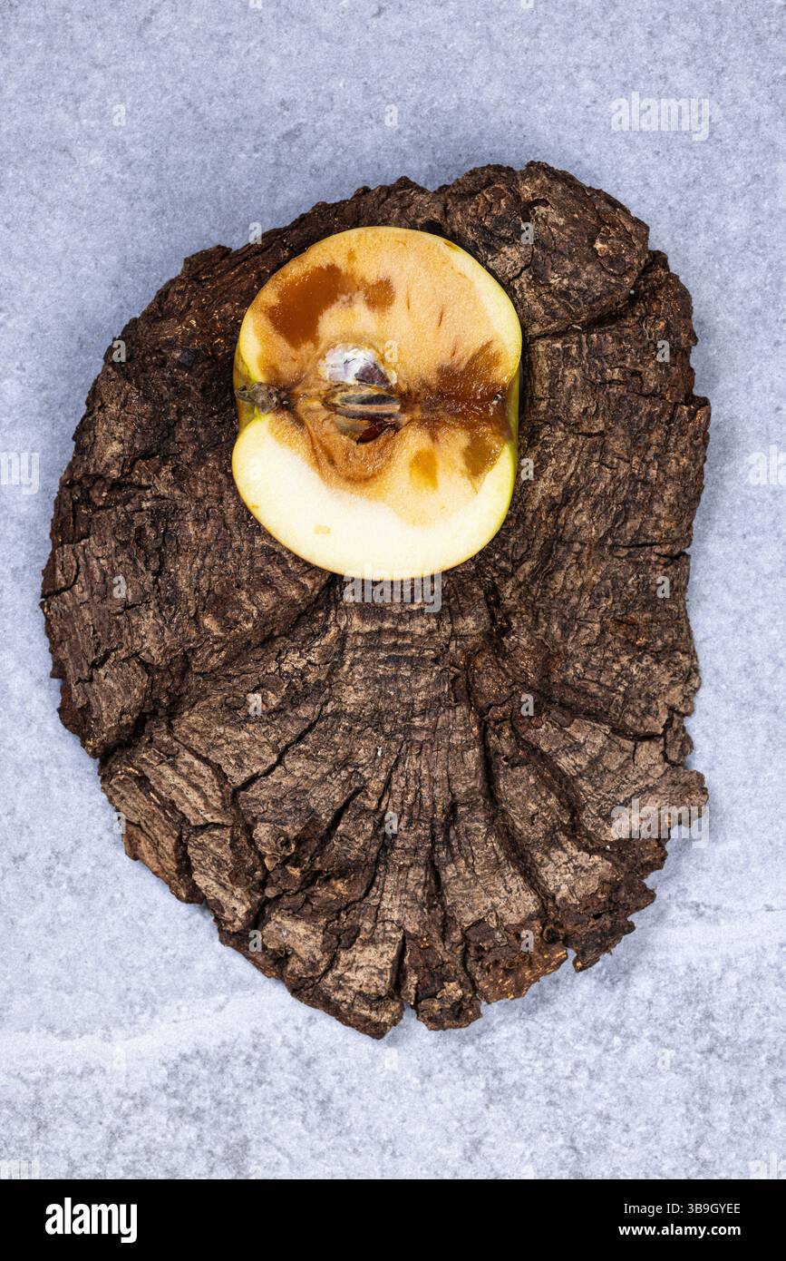 Rotten free hi-res stock photography and images - Alamy