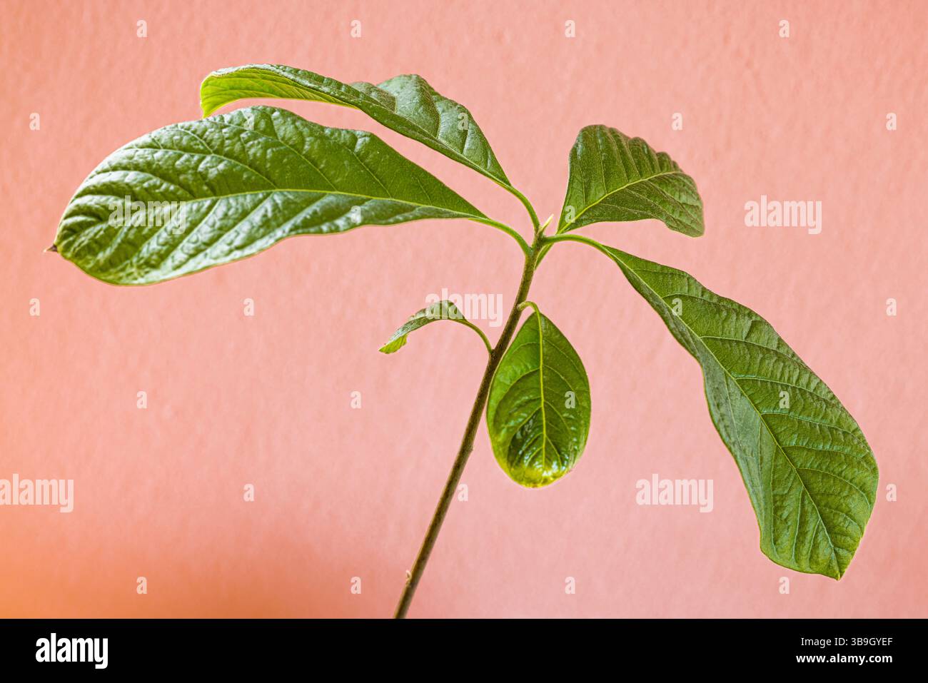 Avocado plant grown from a pit Stock Photo - Alamy
