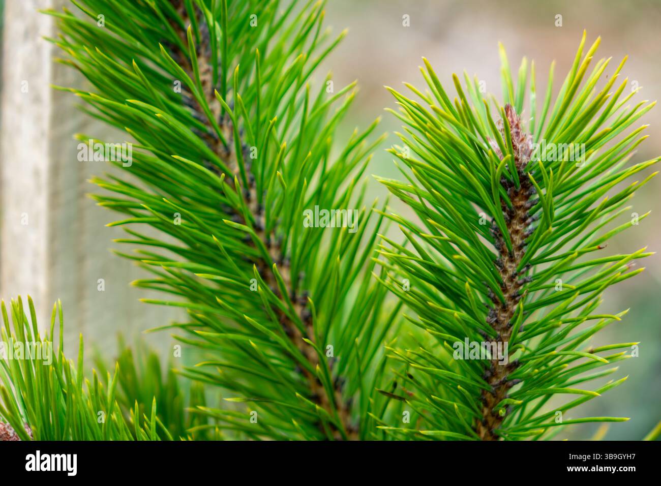 Fresh green pine tree branches reach toward the sunlight, showcasing ...