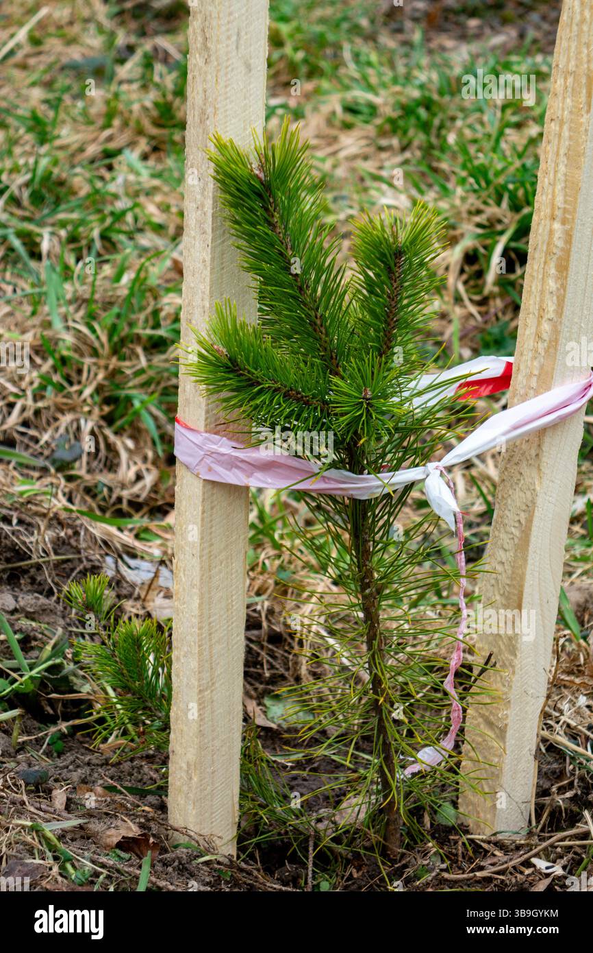 A small young pine tree is staked between wooden supports to ensure it ...