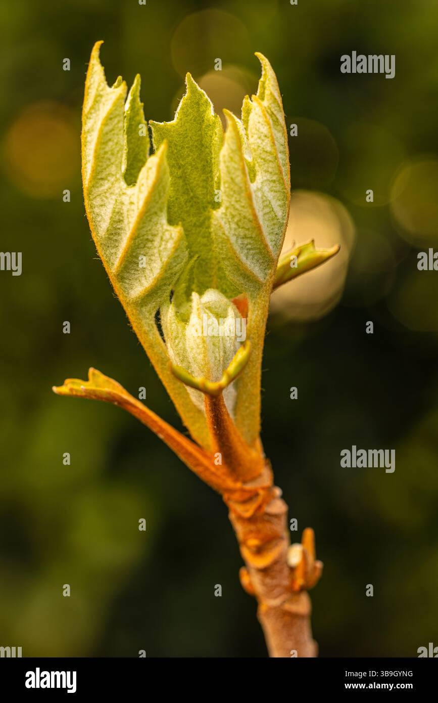 Young leaf formation hi-res stock photography and images - Alamy