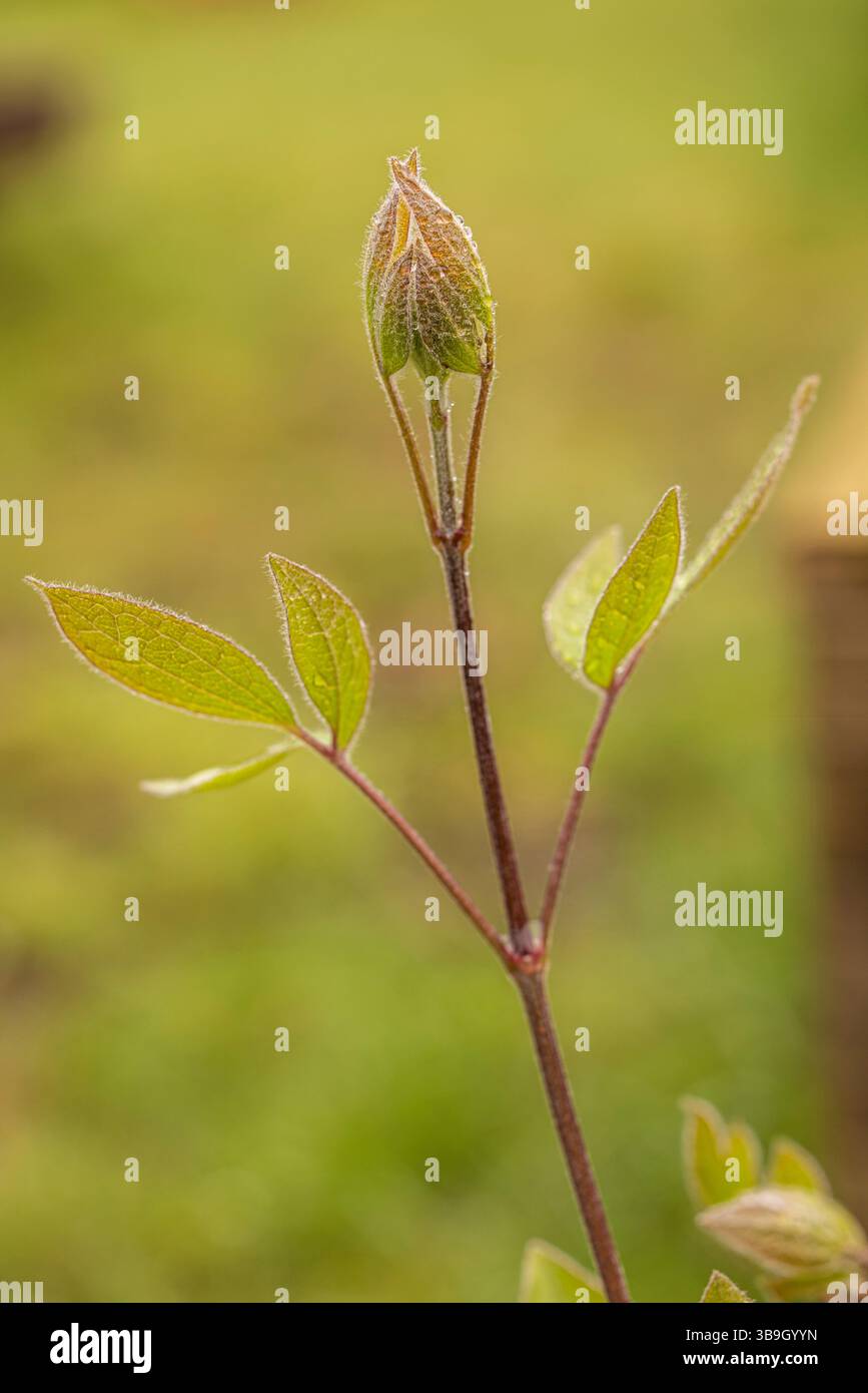 Clematis, foliage shoot, bud Stock Photo - Alamy