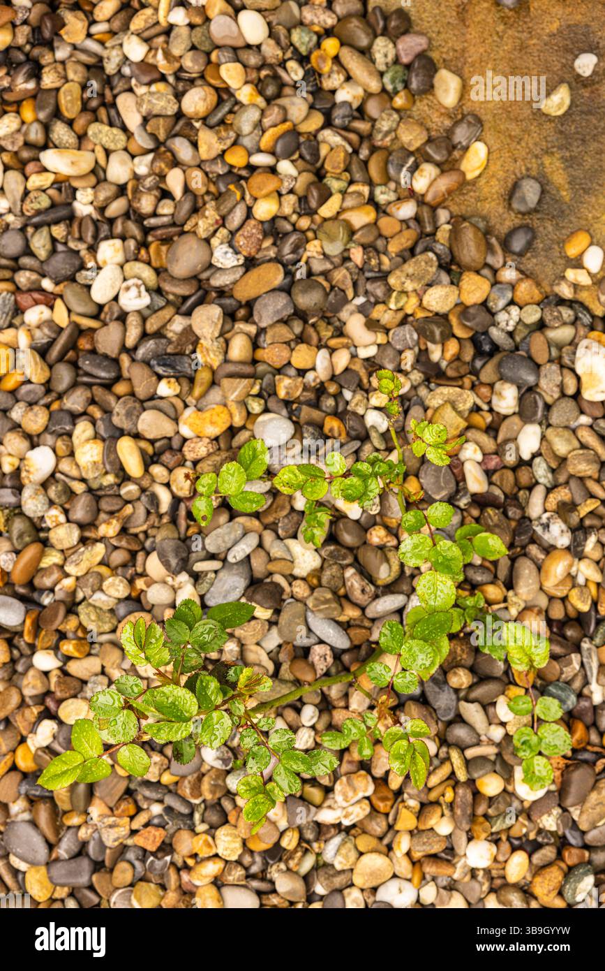 Rose petals with raindrops on pebble background, wallpaper Stock Photo ...