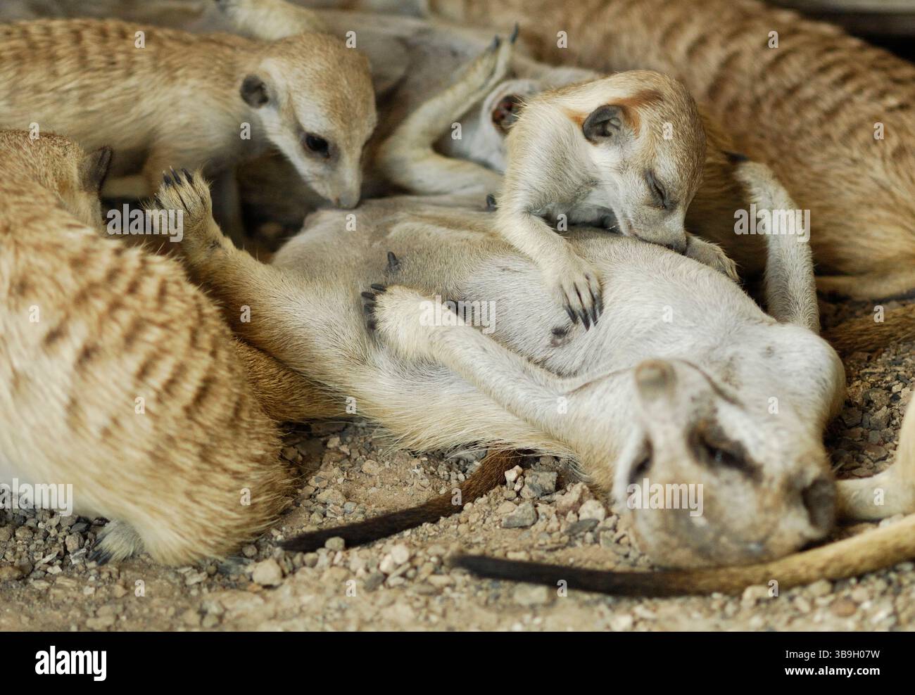 Young suricates or slender-tailed meerkats (Suricata suricatta) are ...