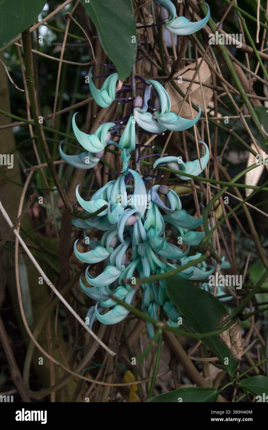 Strongylodon macrobotrys commonly known as jade vine, emerald vine or ...