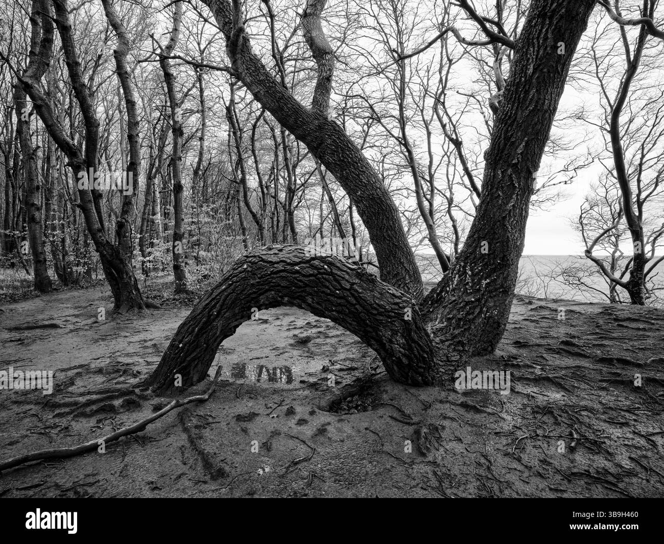 In the fairytale forest on the Wittow peninsula in the northwest of ...