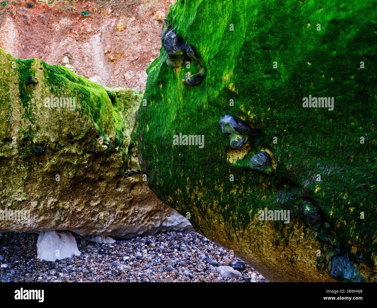 On the cliffs of Valleuse Senneville Sur Fecamp, Normandy Stock Photo ...