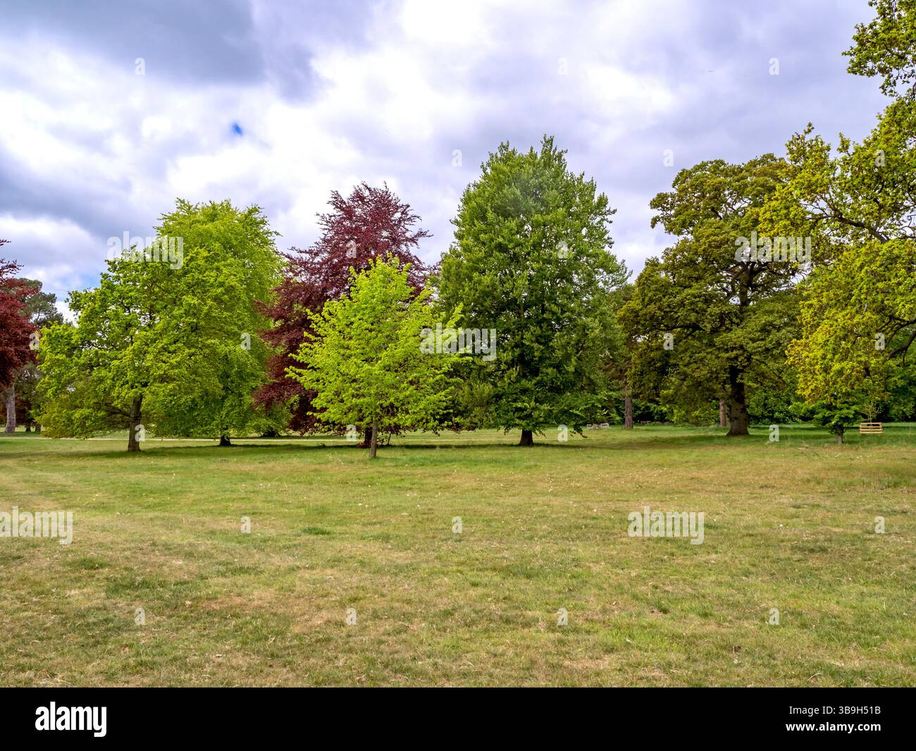 Mixed trees with spring foliage in a park Stock Photo - Alamy