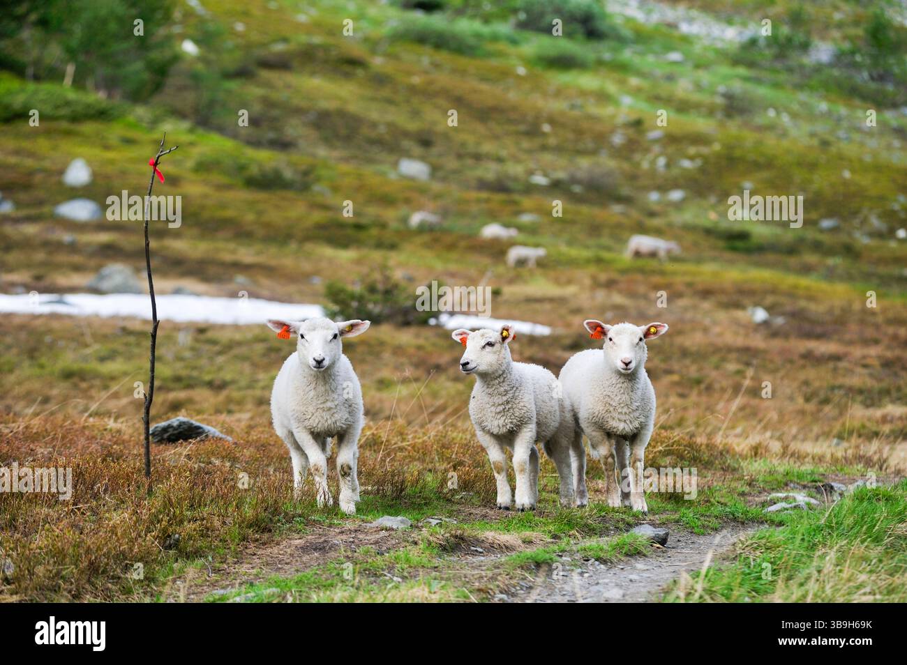 Sheep on the way up to the Steindalsbreen glacier,Lyngen Alps,region of ...