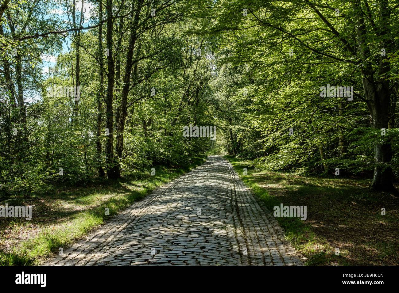 Fairy tale forest path hi-res stock photography and images - Alamy