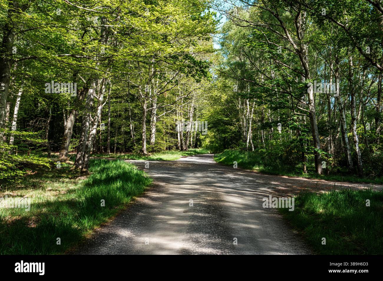 Ancient Forest Walk Stock Photo - Alamy