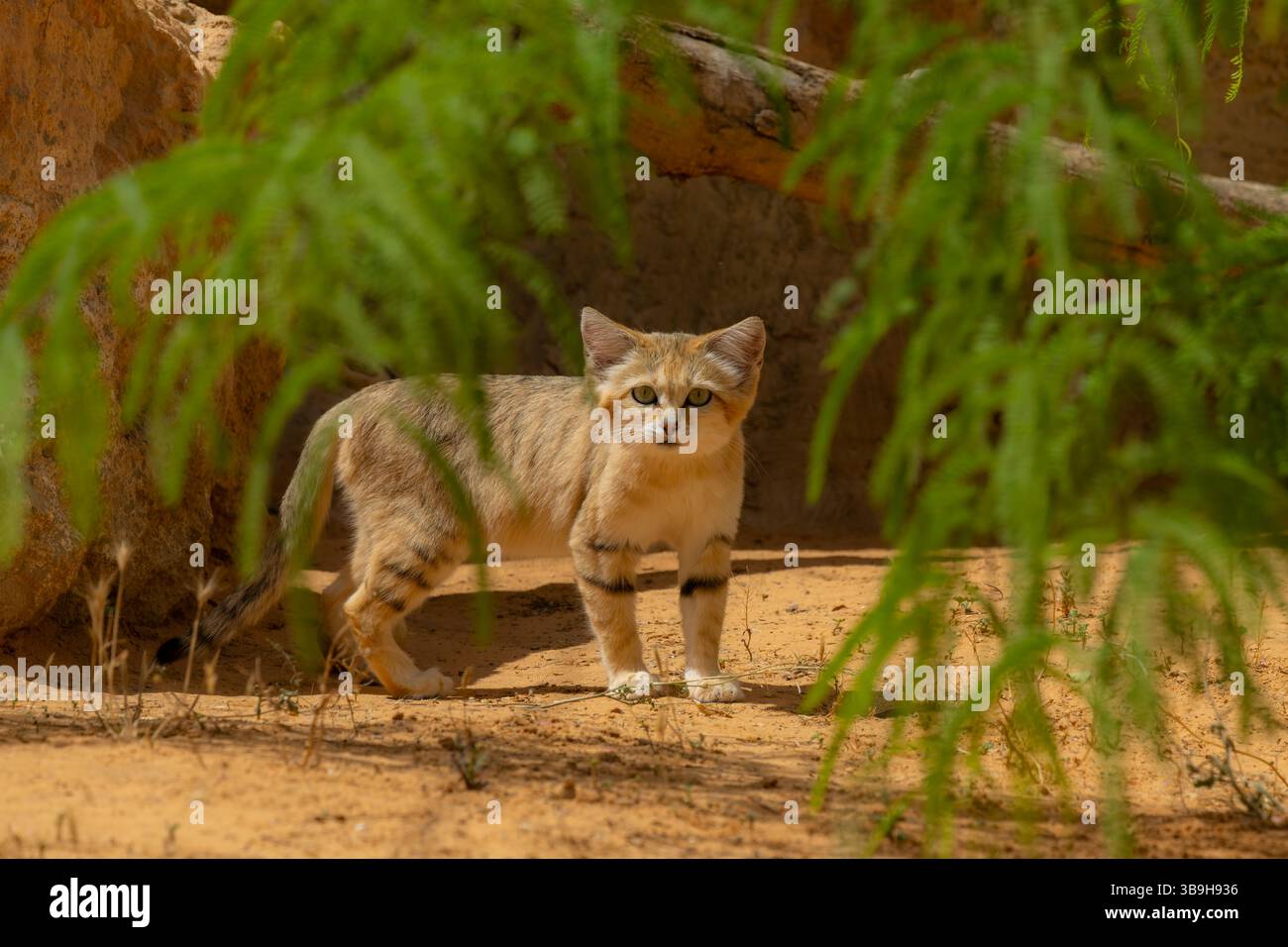 Sand Cat (Felis margarita Stock Photo - Alamy