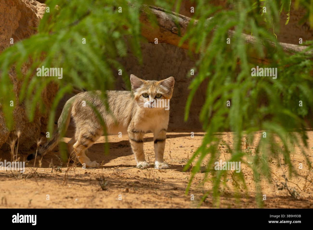 African wildcat desert cat felis hi-res stock photography and images ...