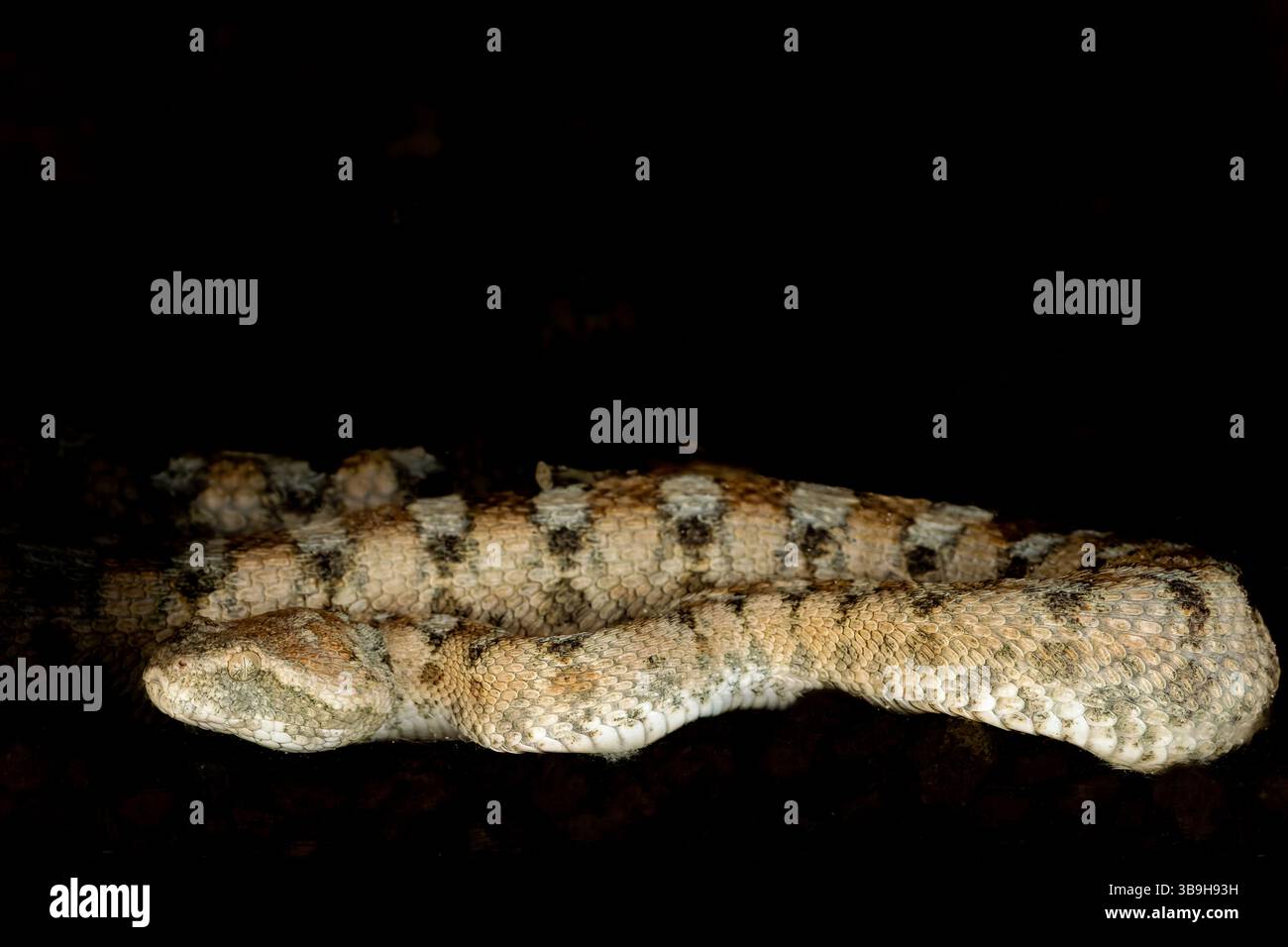 Saw-scaled vipers (Echis coloratus Stock Photo - Alamy