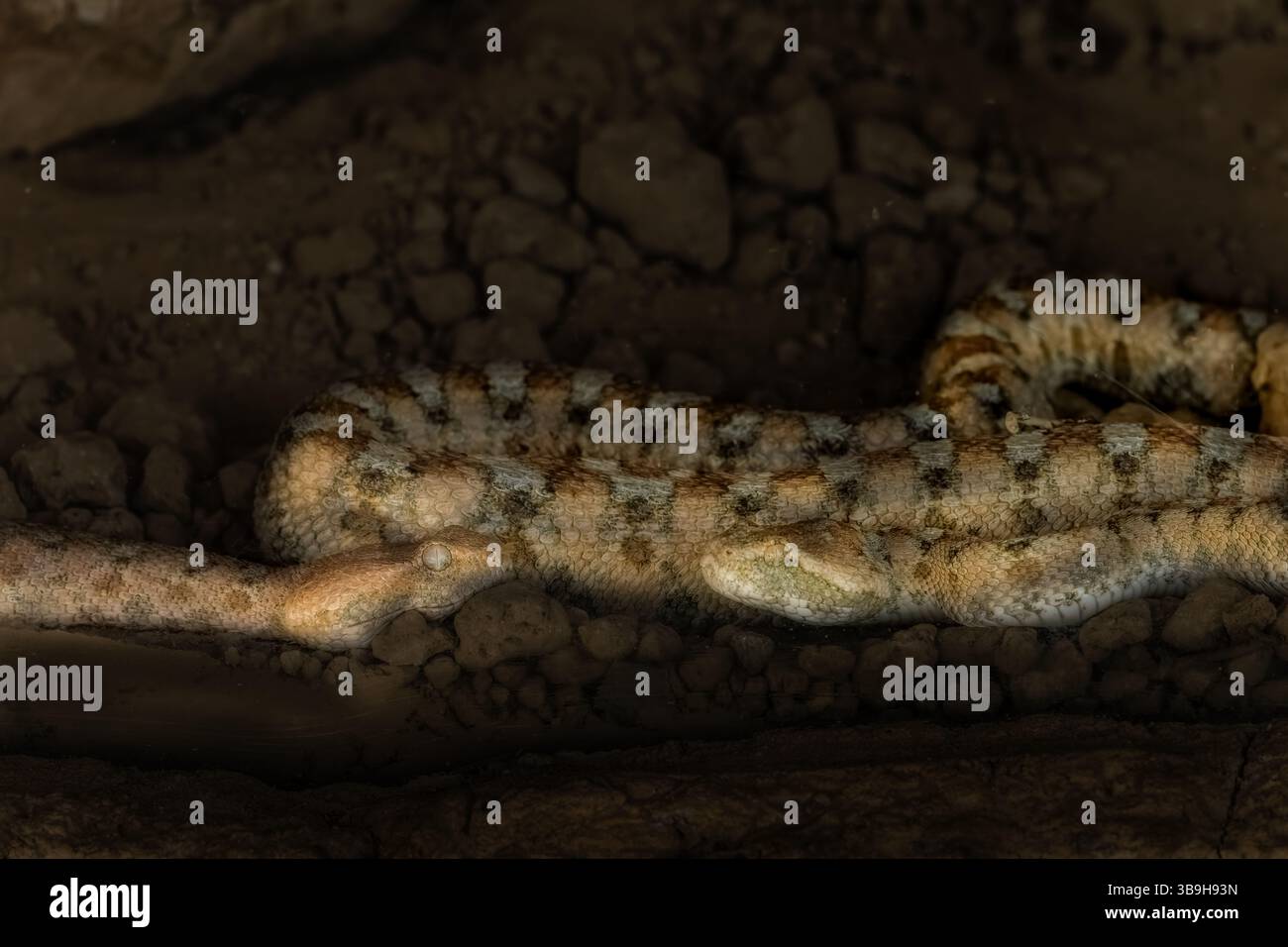 Saw-scaled vipers (Echis coloratus Stock Photo - Alamy