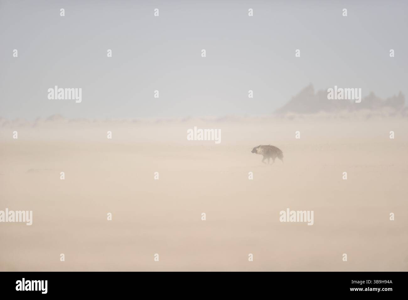 Brown hyena (Parahyaena brunnea or Hyaena brunnea) searching for food ...