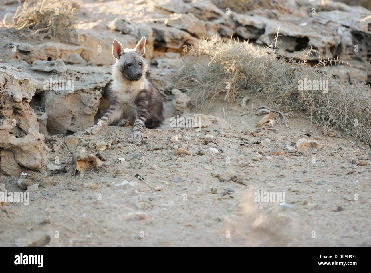 Brown hyena (Parahyaena brunnea oder Hyaena brunnea), pup outside their ...