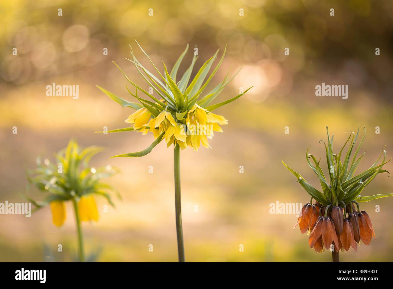 Spring flower, crown imperial lily, Fritillaria imperialis Stock Photo ...