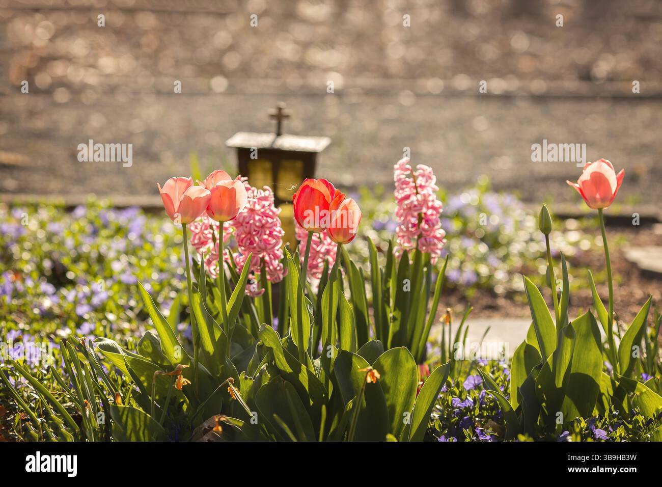 Spring flowers in the cemetery Stock Photo - Alamy