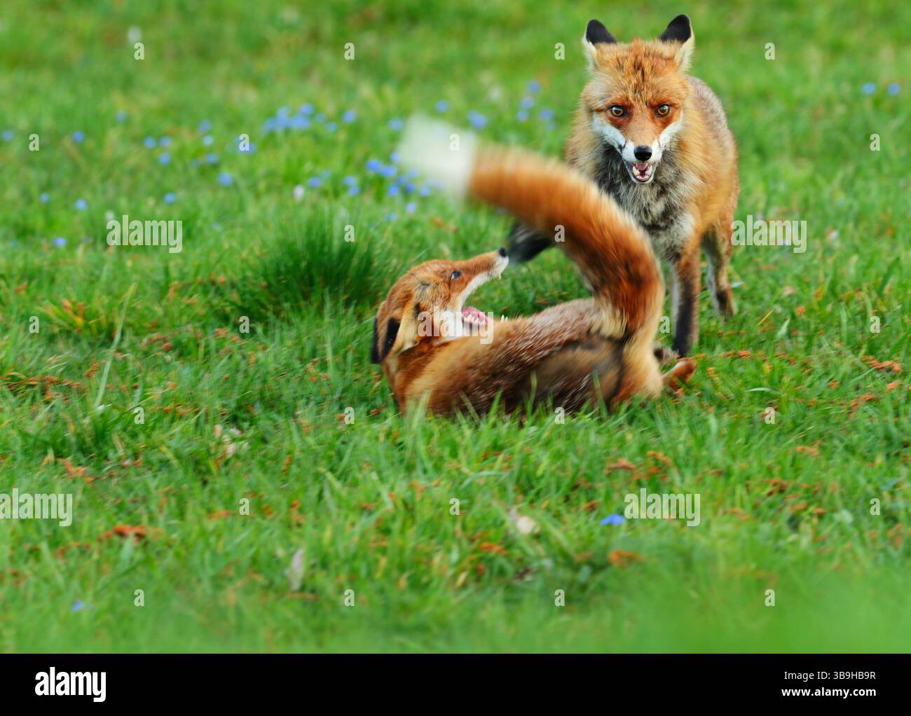 Foxes mating hi-res stock photography and images - Alamy