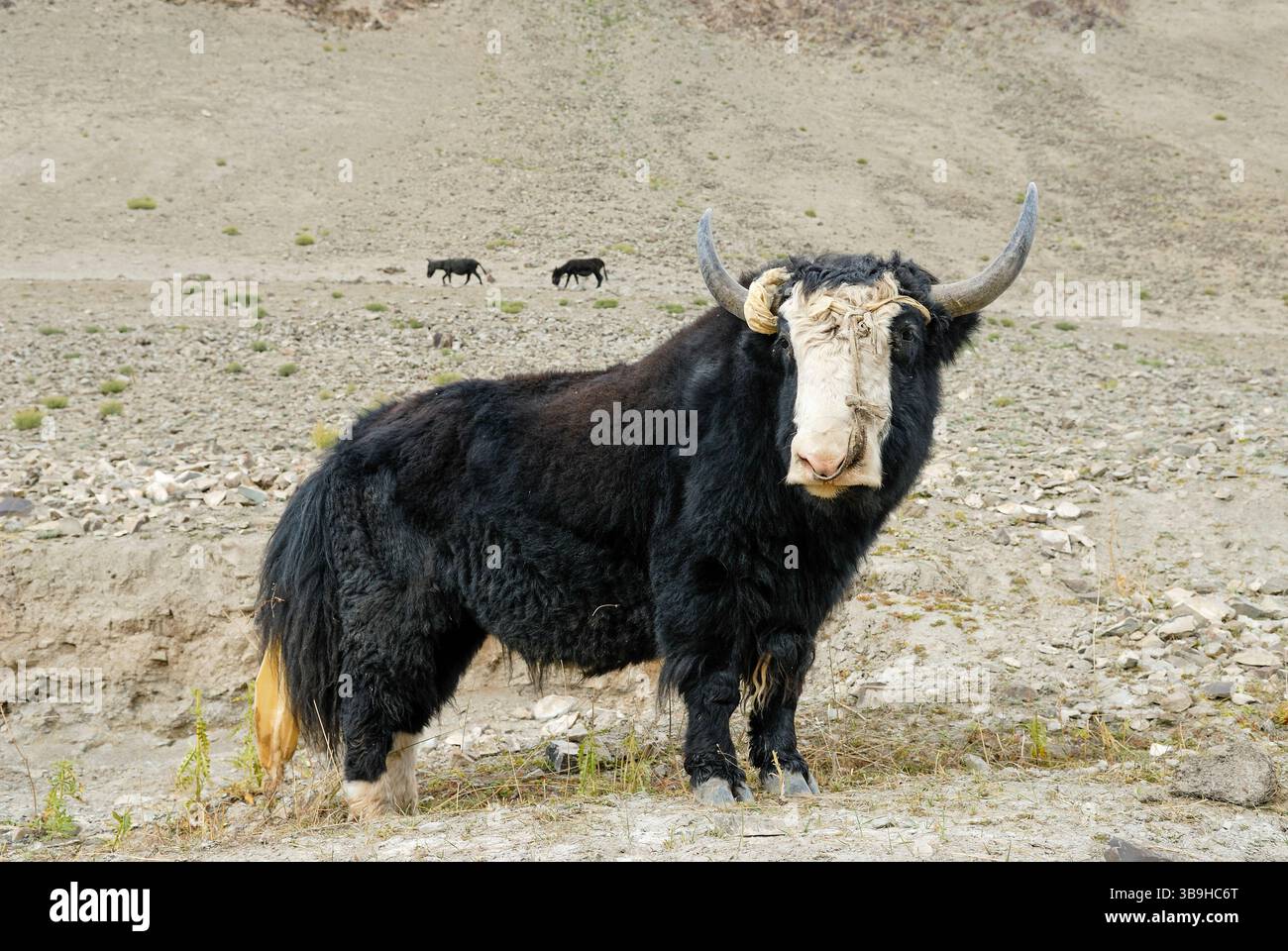 Domestic yak at Rumbak village,Hemis National Park,Ladakh region, state ...