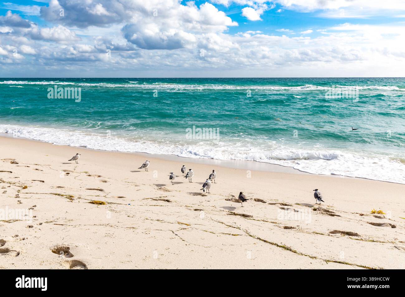Seagulls on the beach, North Beach, Miami Beach, Florida, USA, North ...