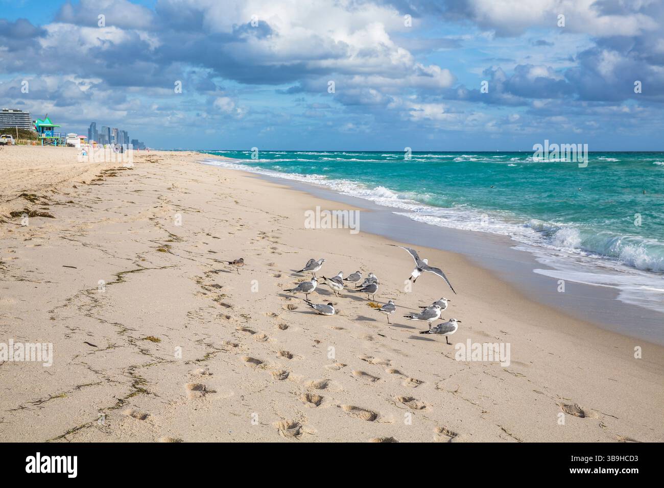 Seagulls on the beach, North Beach, Miami Beach, Florida, USA, North ...