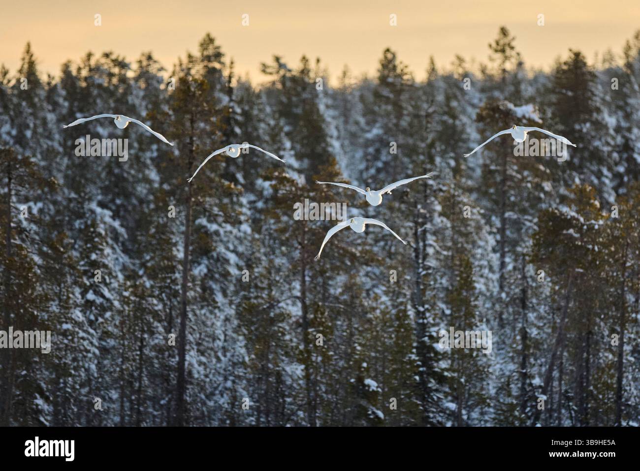 Swan, Whooper Swan, Cygnus cygnus, several, flying, Finland, Lapland ...
