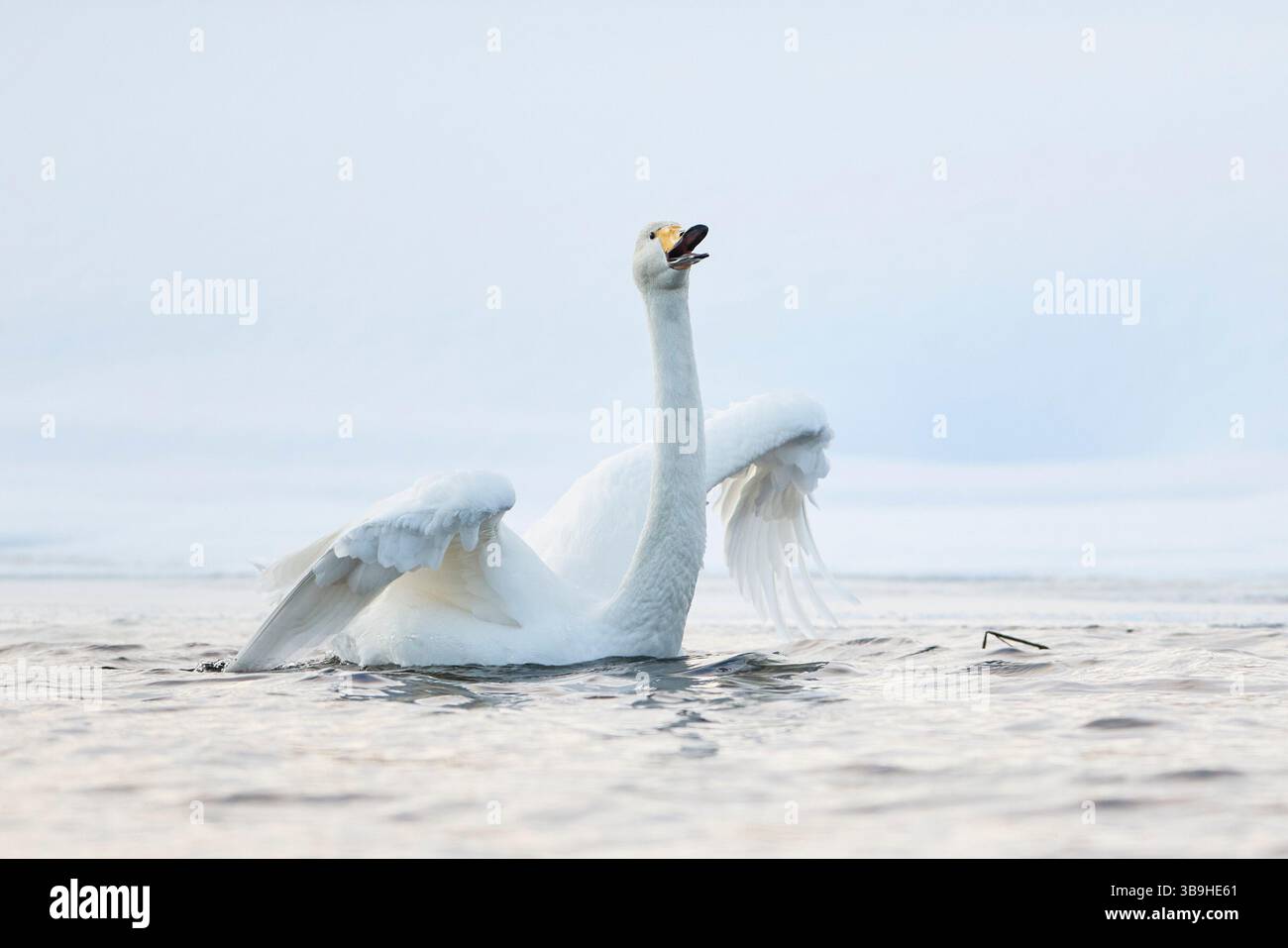 Swan, Whooper Swan, Cygnus cygnus, water, call Stock Photo - Alamy