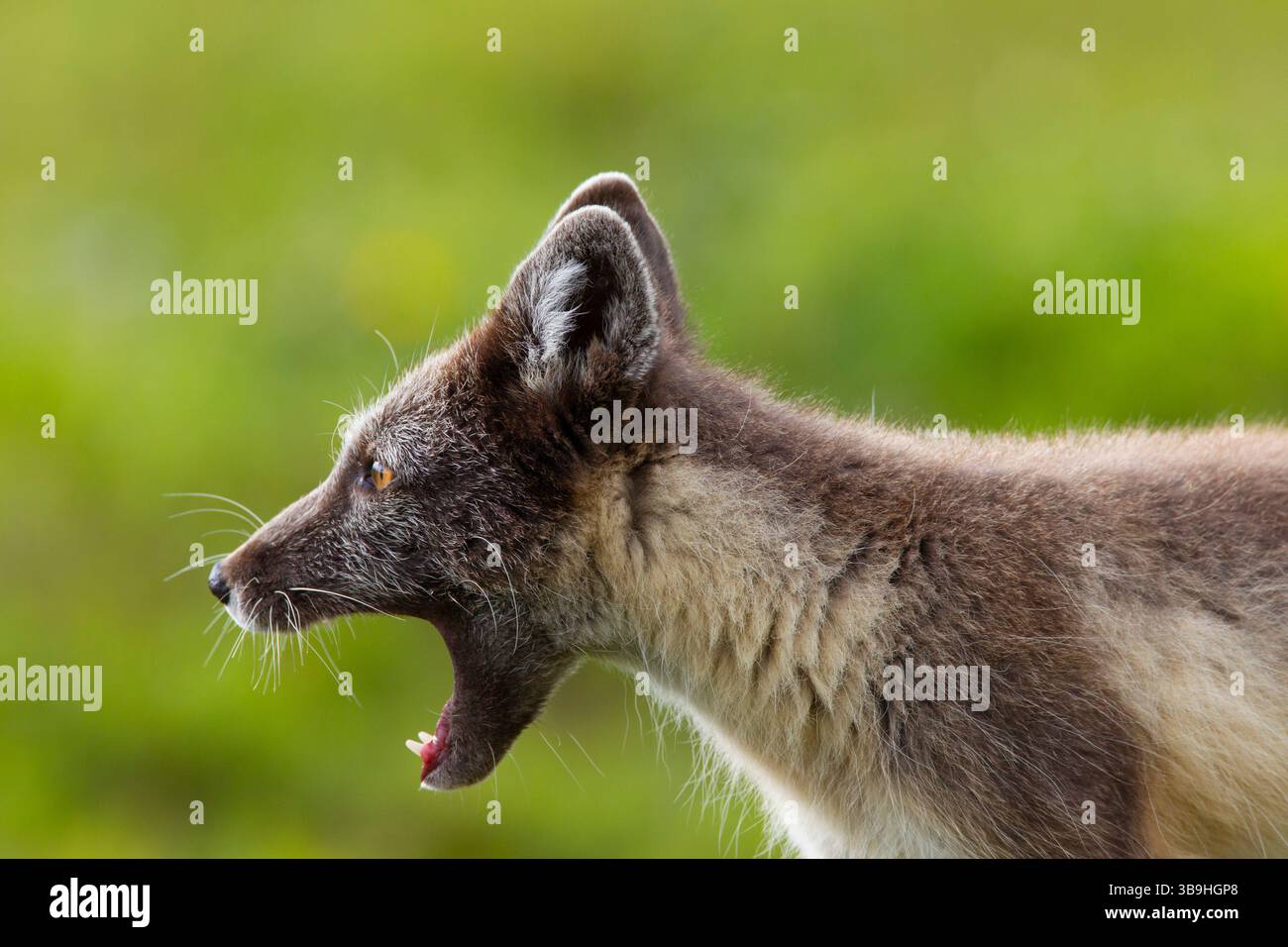 Arctic fox, Alopex lagopus, adult fox yawning, summer, Lapland, Sweden ...