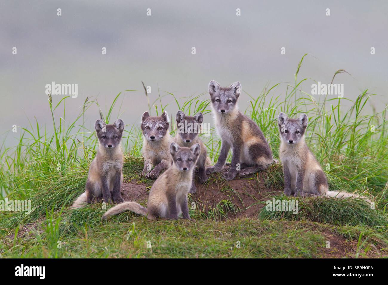 Arctic fox, Alopex lagopus, female with cubs, Lapland, Sweden Stock ...