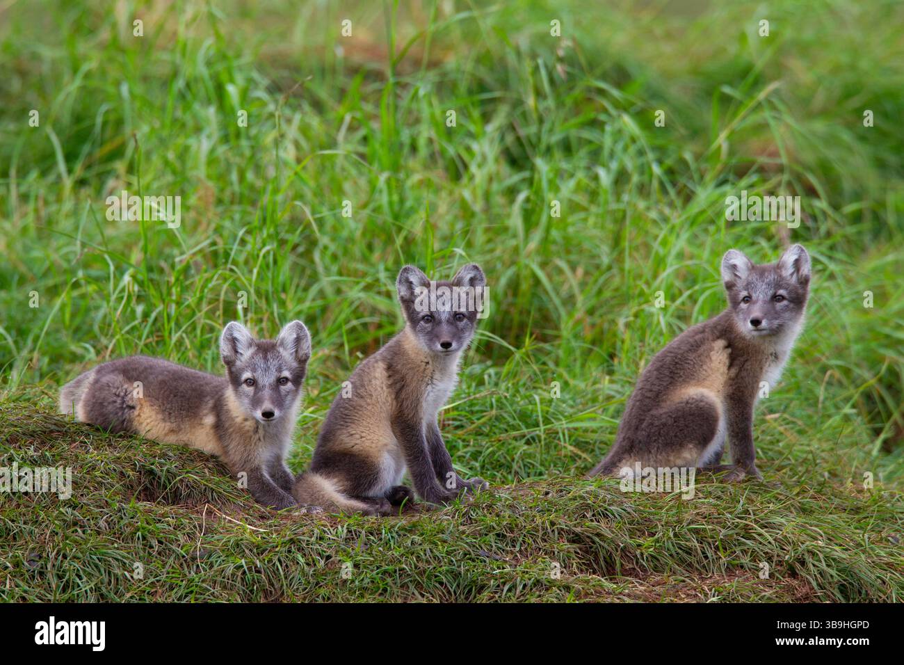 Arctic fox, Alopex lagopus, young foxes at their den, summer, Lapland ...