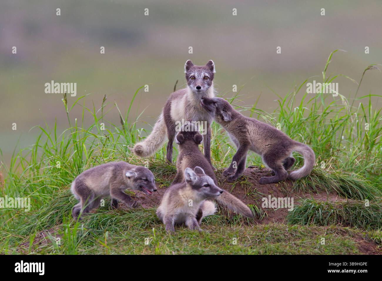 Arctic fox, Alopex lagopus, female with cubs, Lapland, Sweden Stock ...